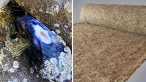 A French Start-up Transforms Mussel Byssus into Textile Material ...