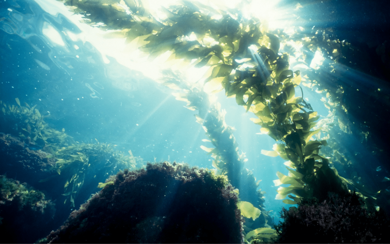 Can Algae-Based Fuel Make the Aviation Industry Greener ...