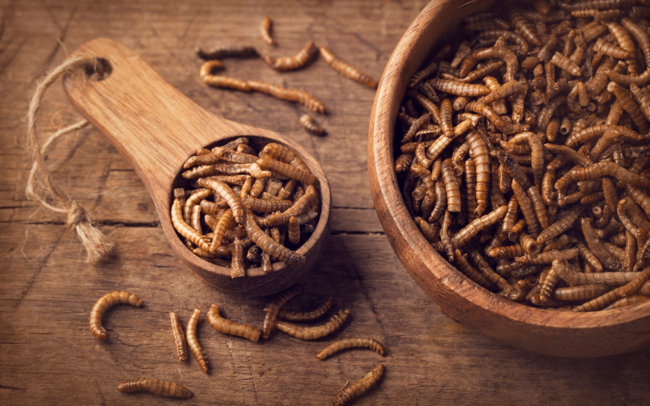 Insect Farming: A Rising Protein Source Amidst Growing Demand ...