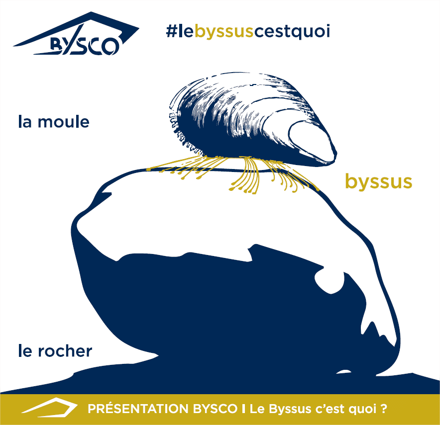 A French Start-up Transforms Mussel Byssus into Textile Material ...